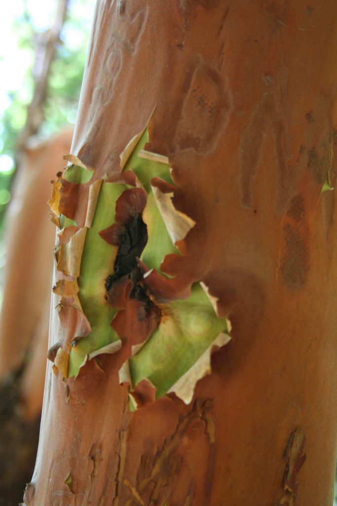 Tree Carvings – Medford Acupuncture & Herbal Clinic – Ashland, Talent ...